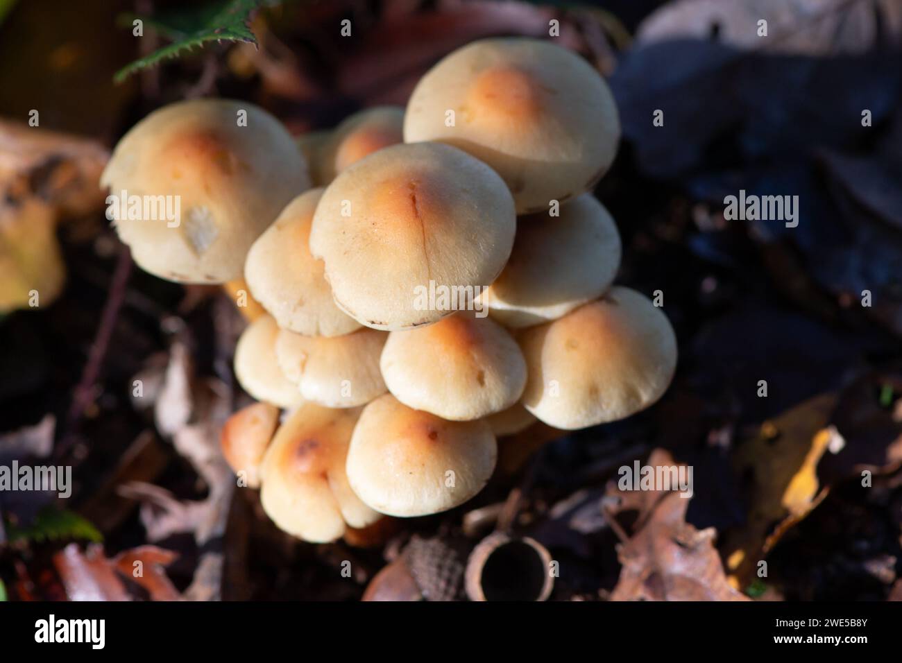 Fungal habitats hi-res stock photography and images - Alamy