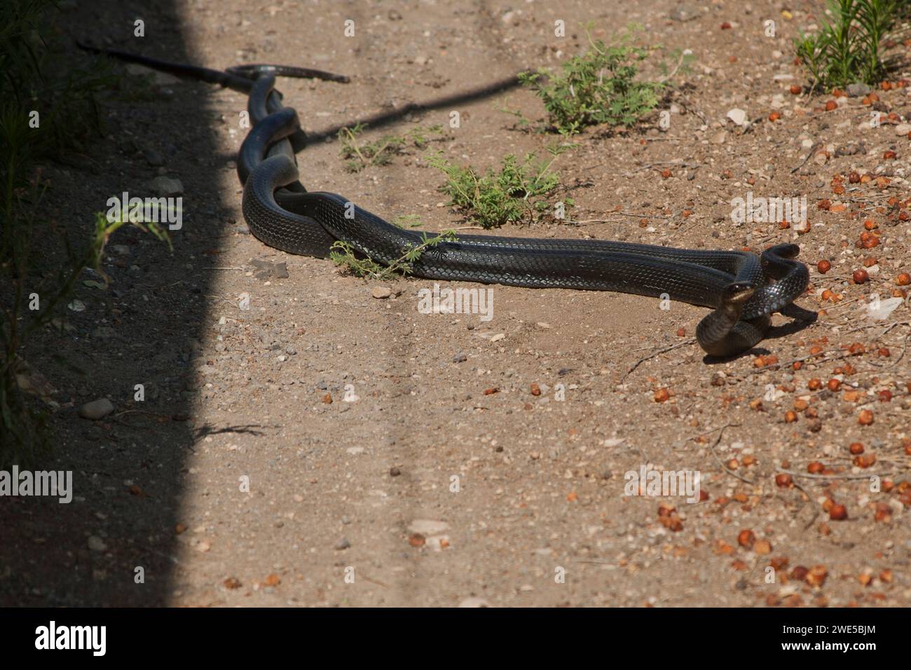 snake fight of Dolichophis jugularis, also known commonly as the black ...
