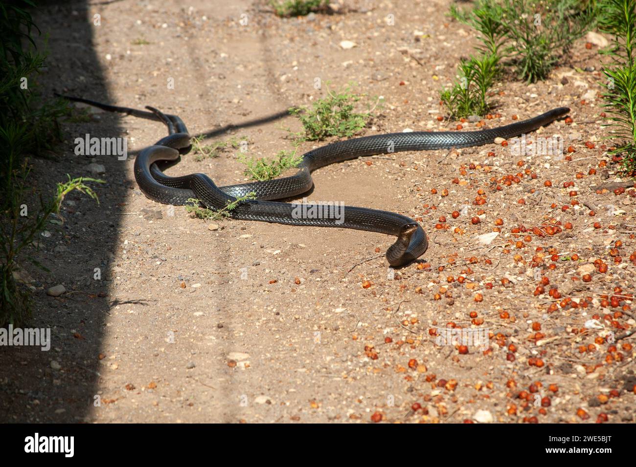 Dolichophis jugularis, also known commonly as the black whipsnake and ...
