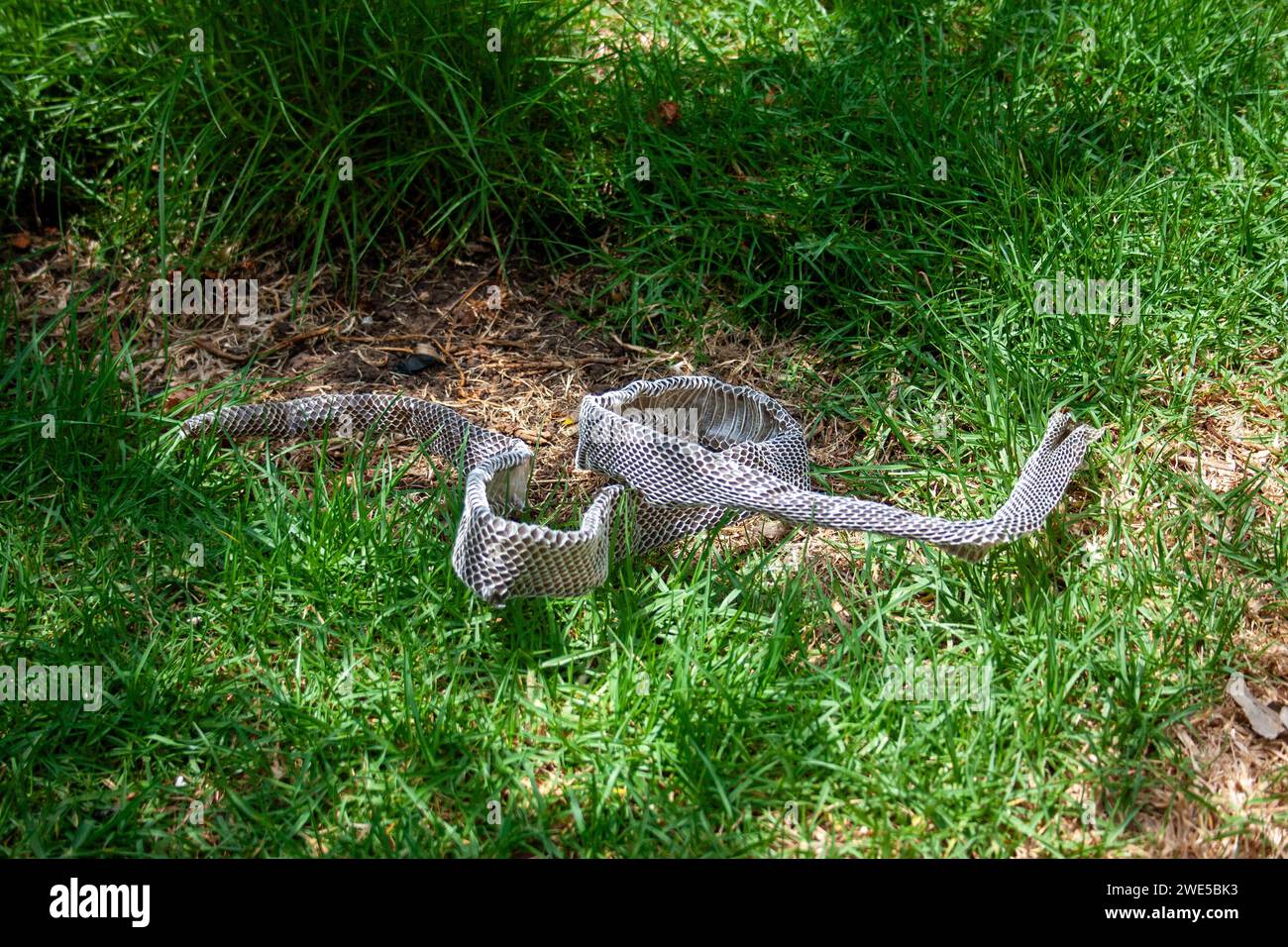 Snake skin hi-res stock photography and images - Alamy