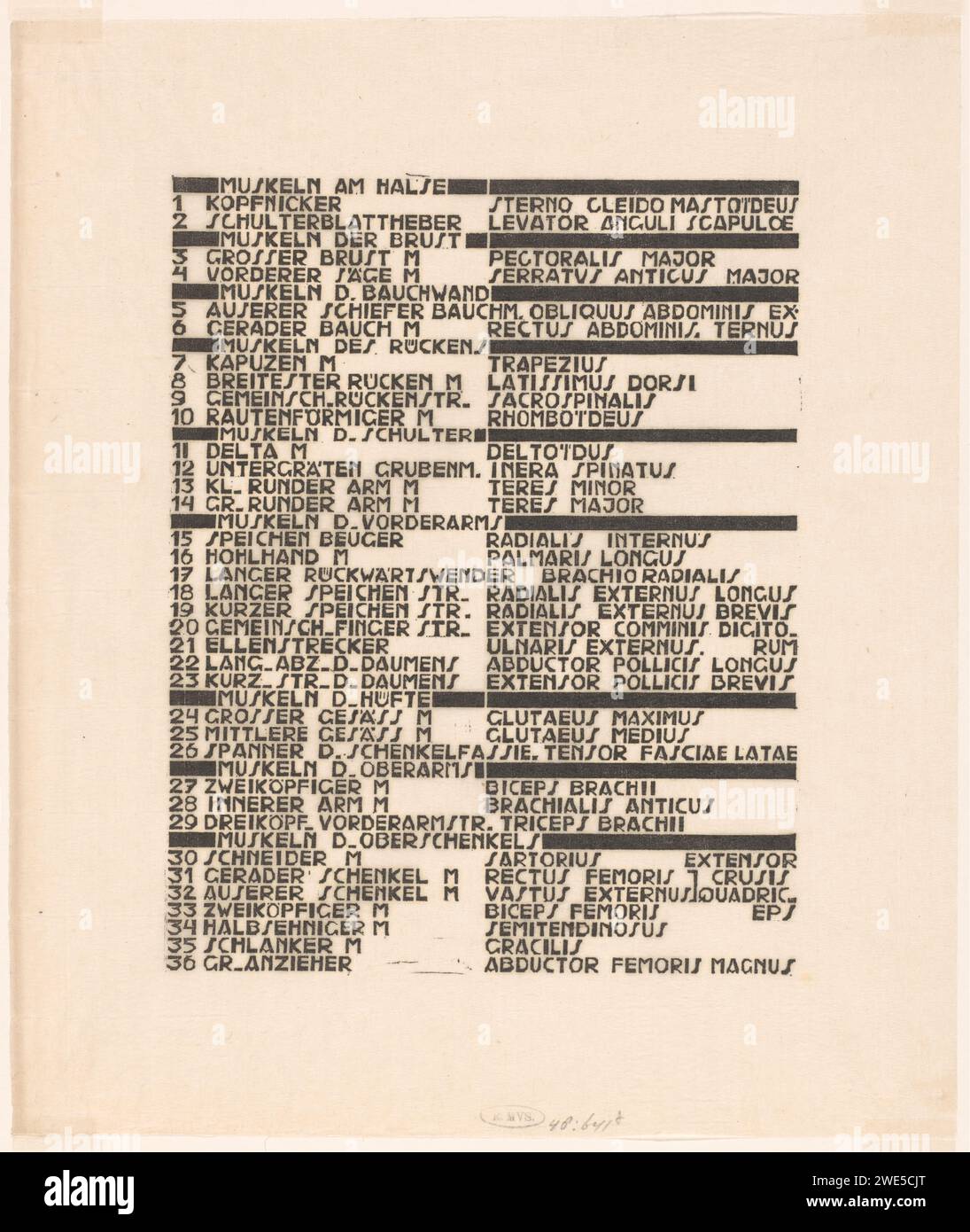 List of back, arm and gluteal muscles in German and Latin, Reijer Stolk ...