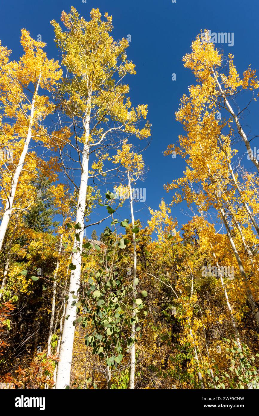 Fall foliage near Fish Creek Falls in Steamboat Springs Colorado Stock ...