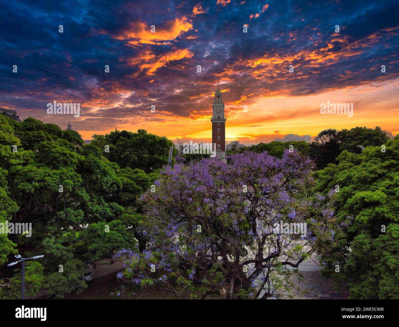 tree with jacaranda flowers on a sunset in the Plaza San Martin and the ...