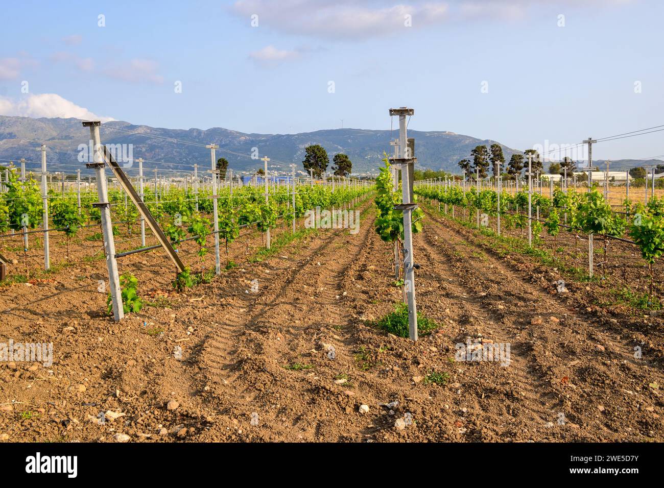 Spring vineyards in Greece. Kos island, Dodecanese Stock Photo - Alamy