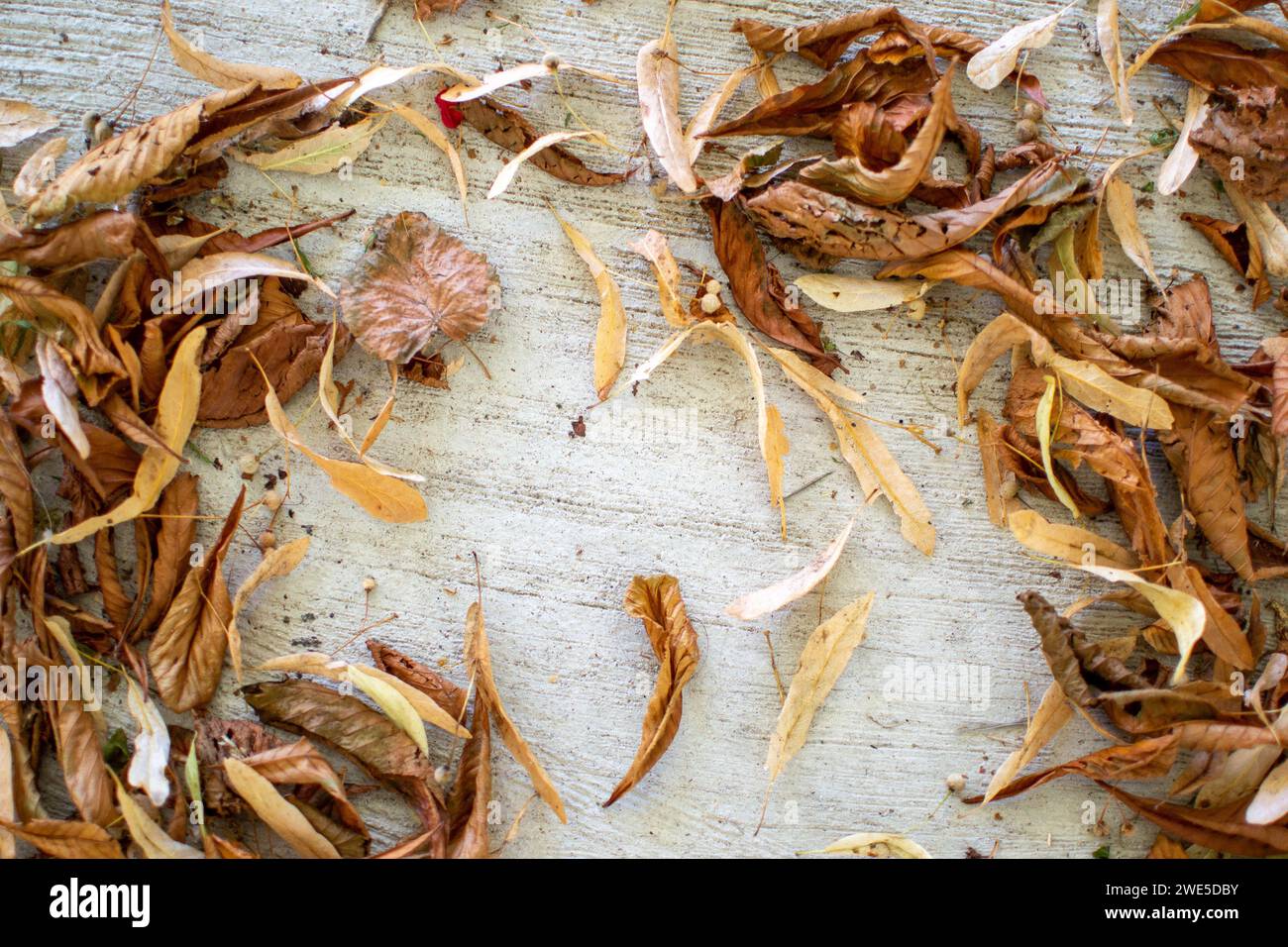 Linden tree seeds hi-res stock photography and images - Alamy