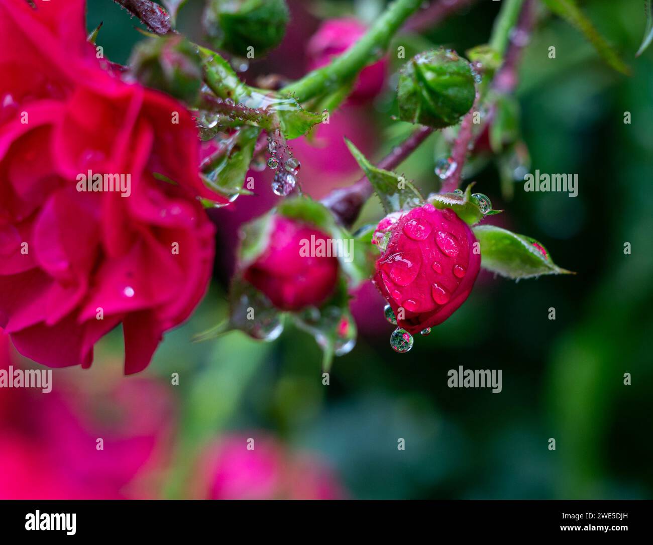 pink rose buds in raindrops Stock Photo - Alamy