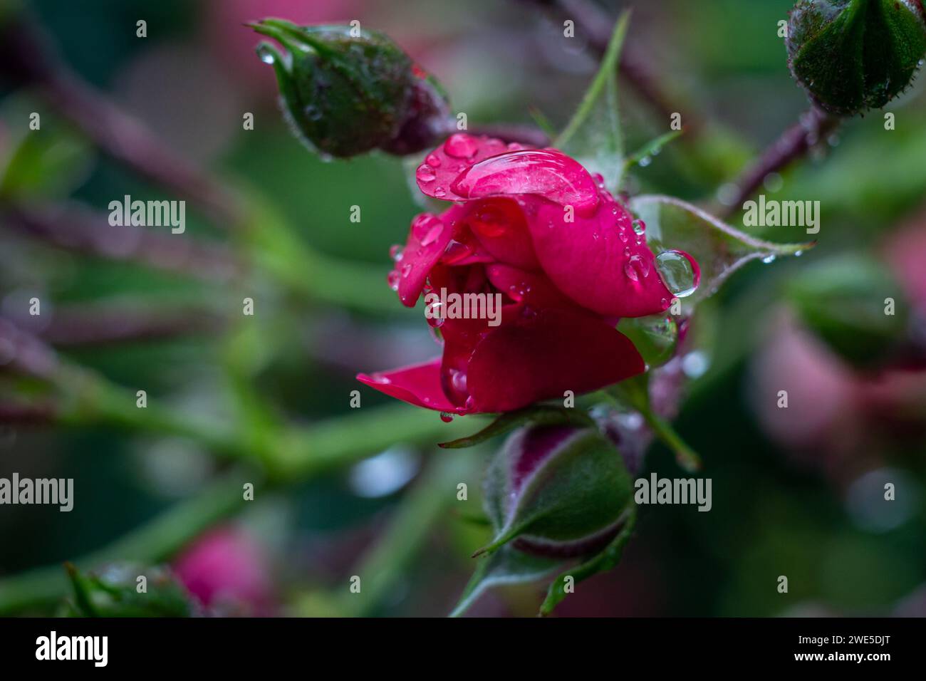 pink rose buds in raindrops Stock Photo - Alamy