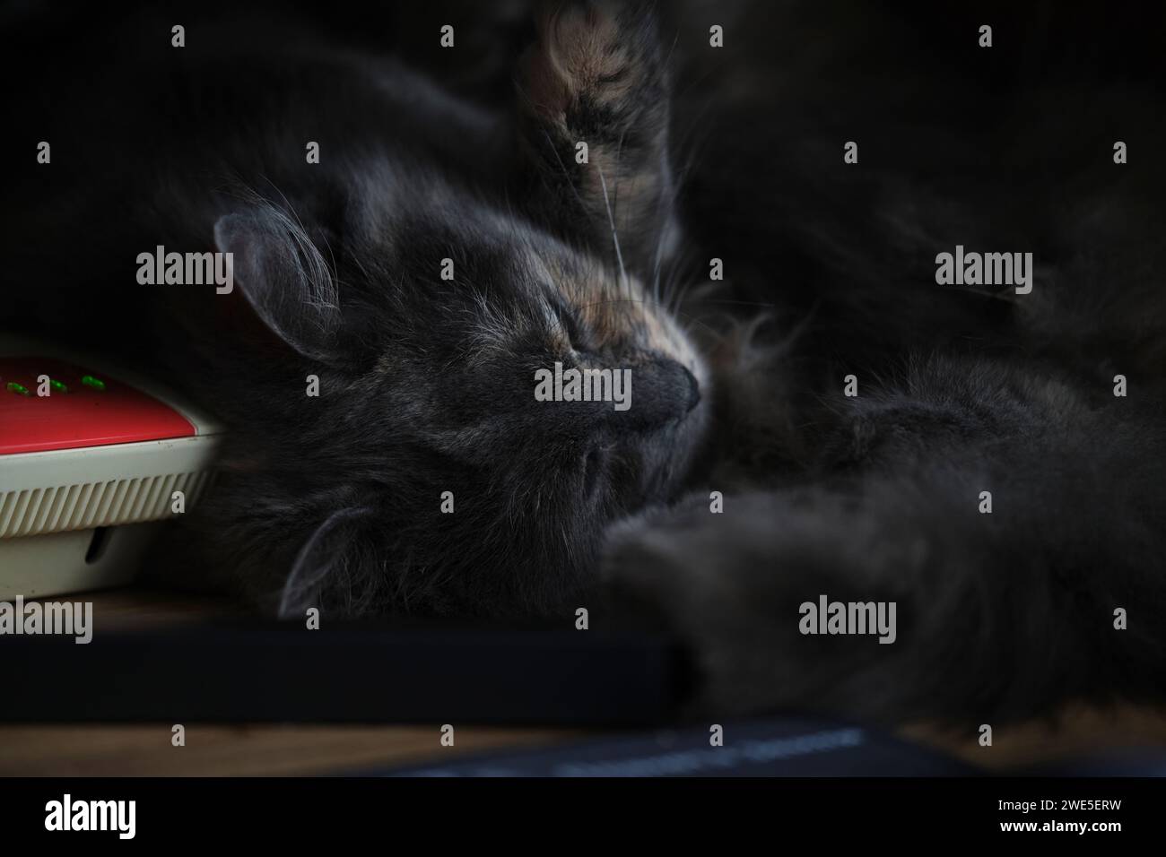 Cute gray cat lies modem atop desk. Charming feline scene blending ...