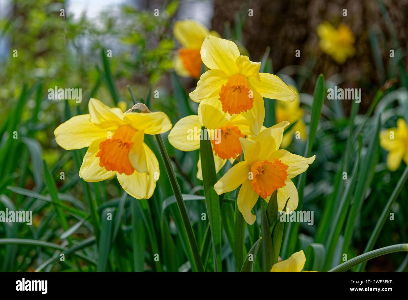 A group of yellow with ruffled orange centers daffodils fully opened ...