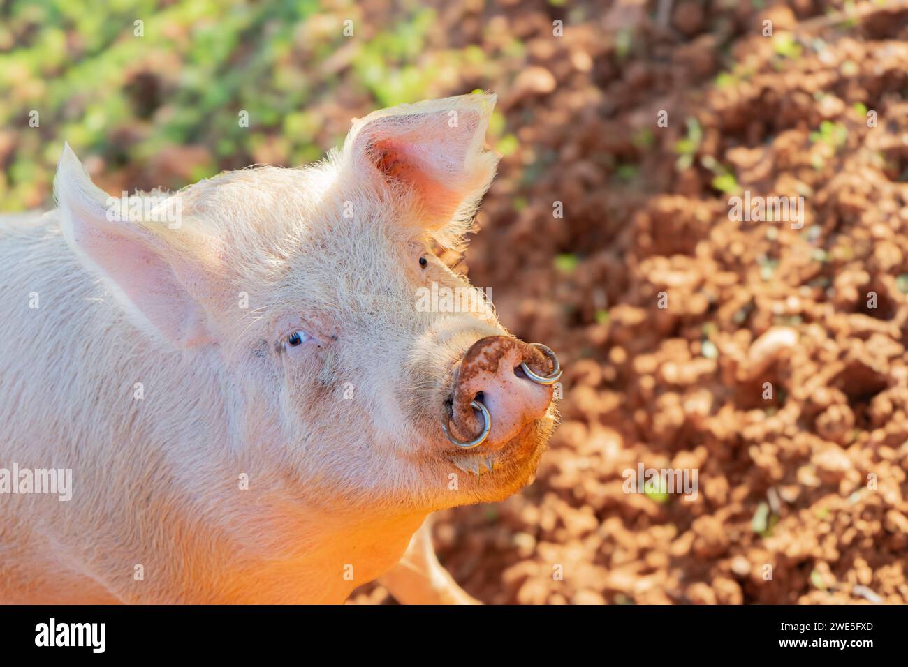 A close-up view captures the gentle gaze of a pink pig enjoying the ...