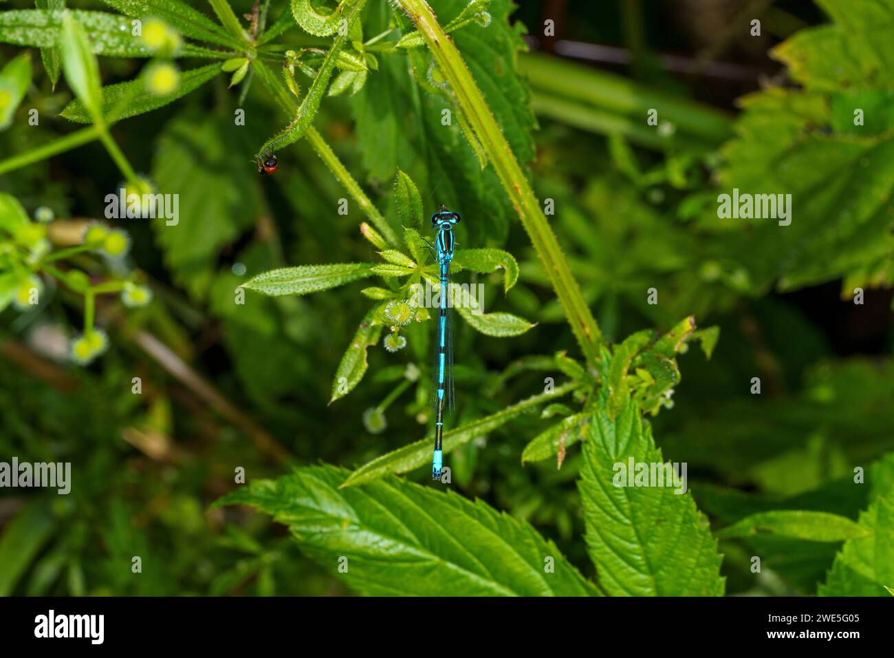 Coenagrion puella Family Coenagrionidae Genus Coenagrion Azure ...