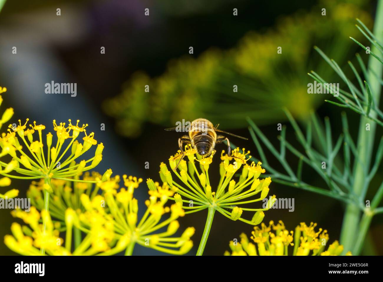 Eristalis pertinax Family Syrphidae Genus Eristalis Tapered drone fly ...