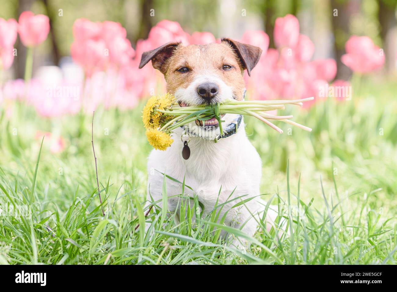 Dog holding spring flower bouquet as springtime holiday gift Stock ...