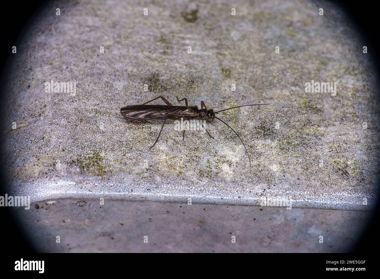 Nemoura flexuosa Stone fly wild nature insect wallpaper Stock Photo - Alamy