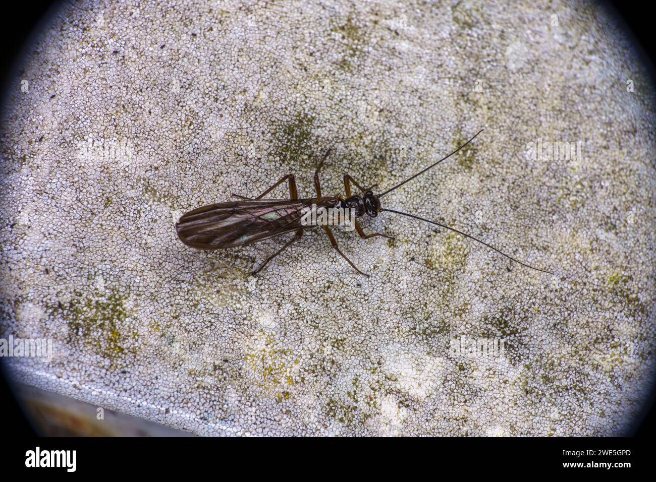 Nemoura flexuosa Stone fly wild nature insect wallpaper Stock Photo - Alamy