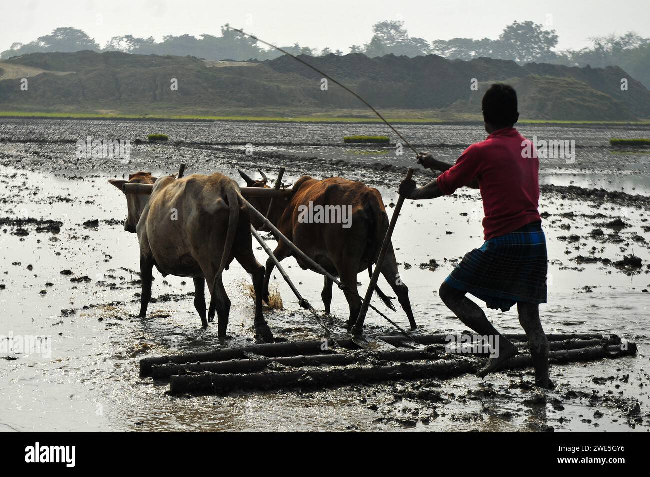 Bangladeshi cow plow cultivation hi-res stock photography and images ...
