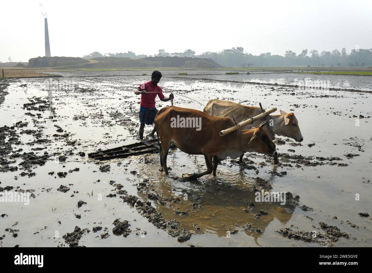 Bangladeshi cow plow cultivation hi-res stock photography and images ...