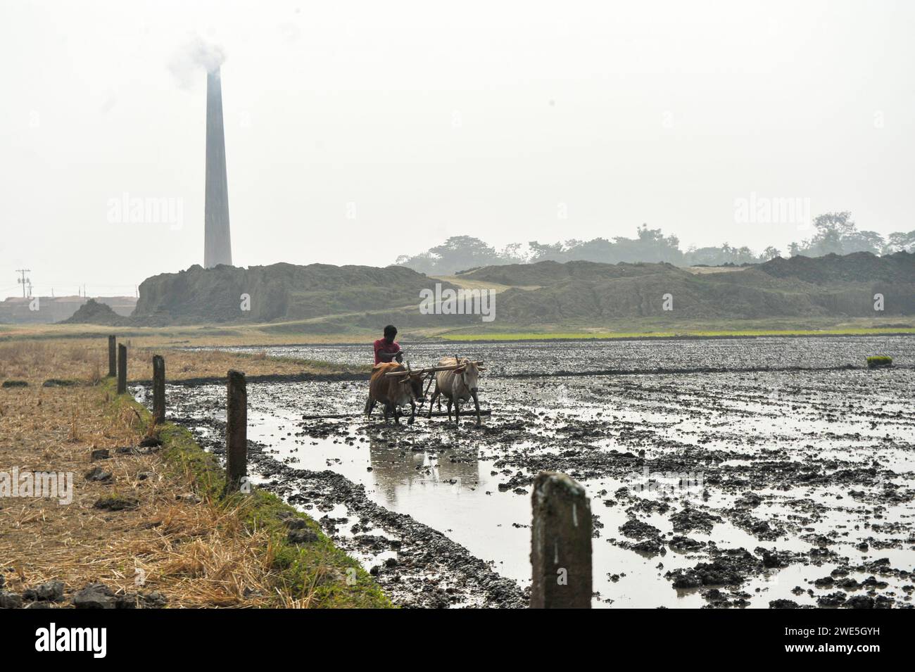 Bangladeshi cow plow cultivation hi-res stock photography and images ...