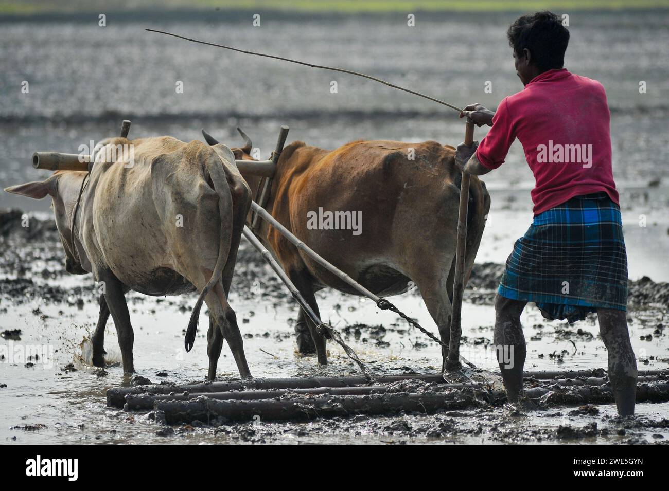 Bangladeshi cow plow cultivation hi-res stock photography and images ...