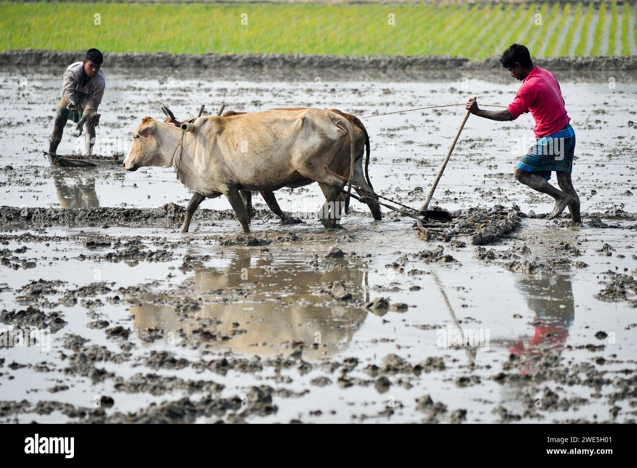 Bangladeshi cow plow cultivation hi-res stock photography and images ...