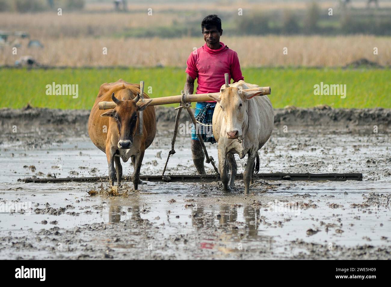 Bangladeshi cow plow cultivation hi-res stock photography and images ...