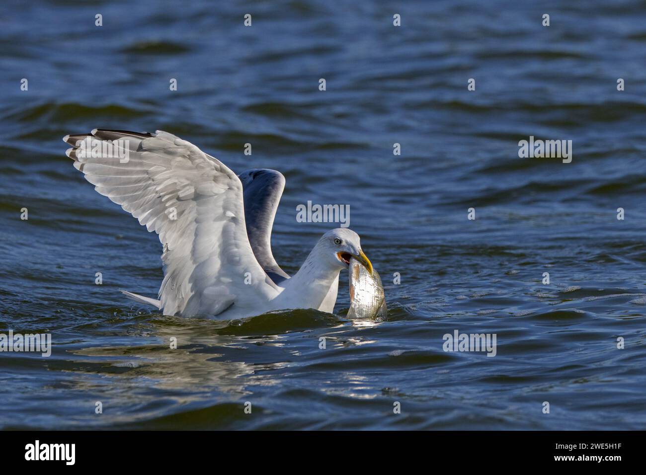 European herring gull (Larus argentatus) swimming at sea with big fish ...