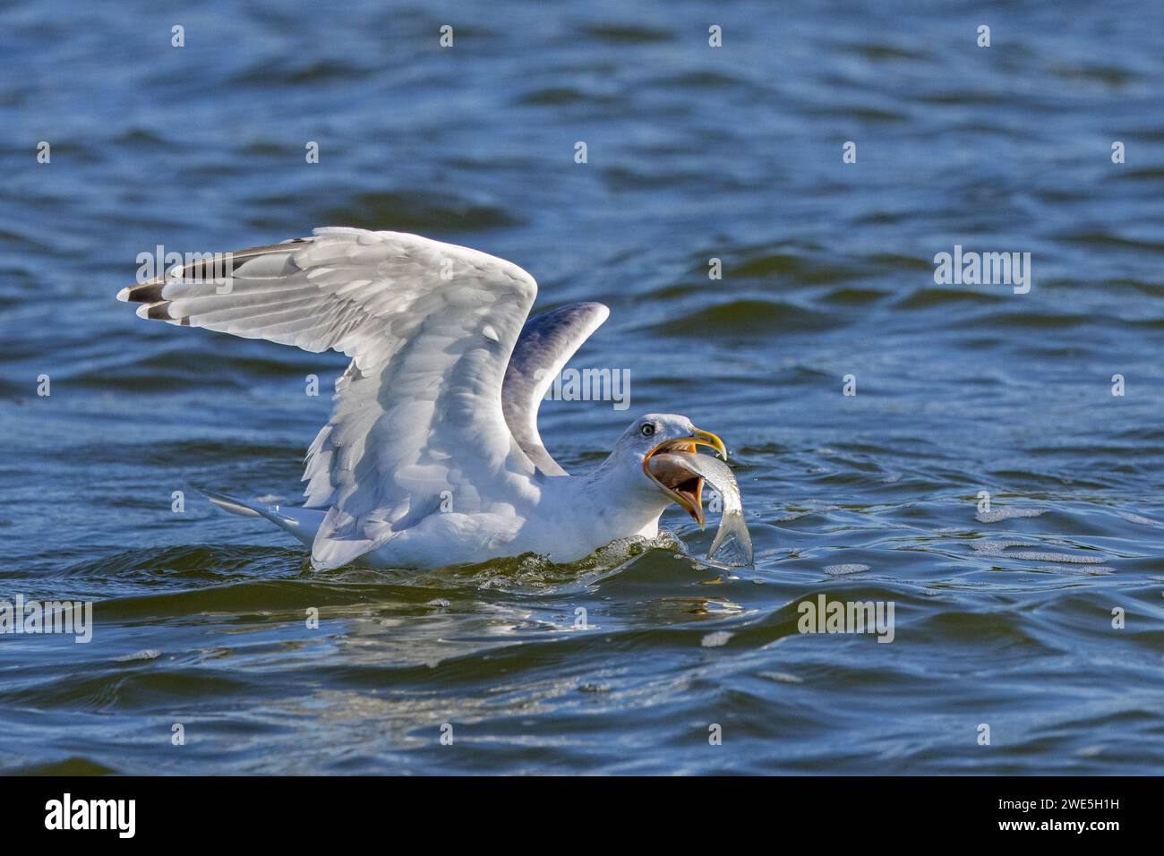 European herring gull (Larus argentatus) swallowing big fish while ...