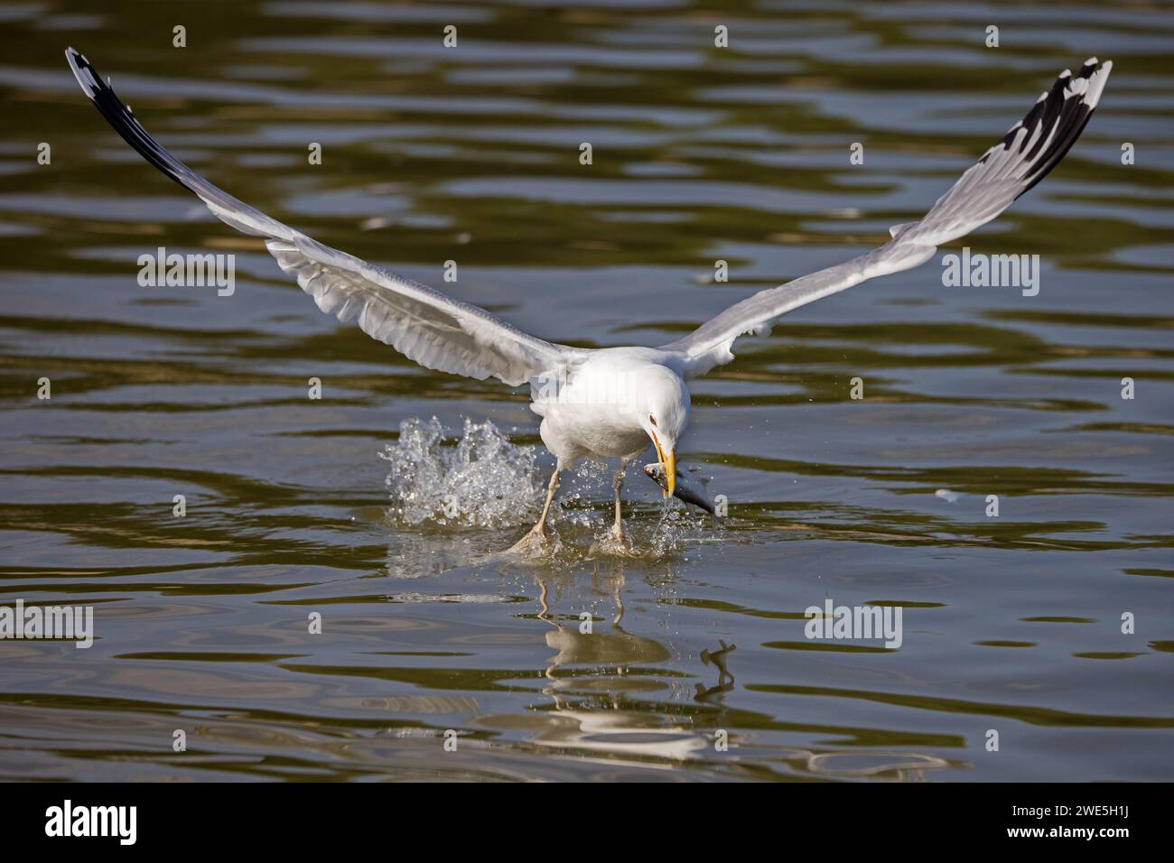 Yellow-legged gull (Larus michahellis) taking off with caught fish prey ...