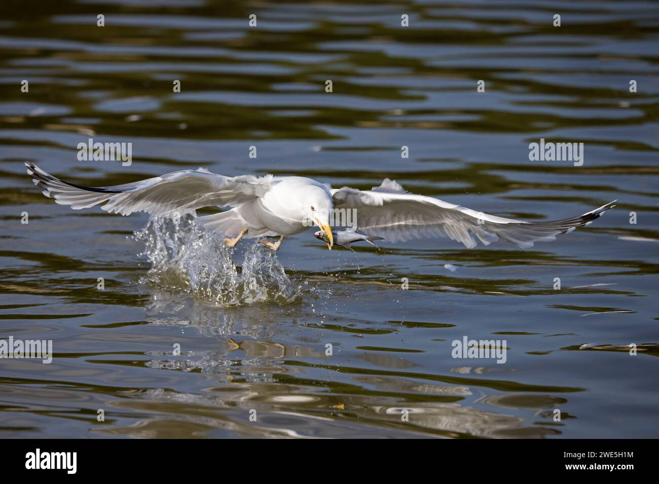 Yellow-legged gull (Larus michahellis) taking off with caught fish prey ...