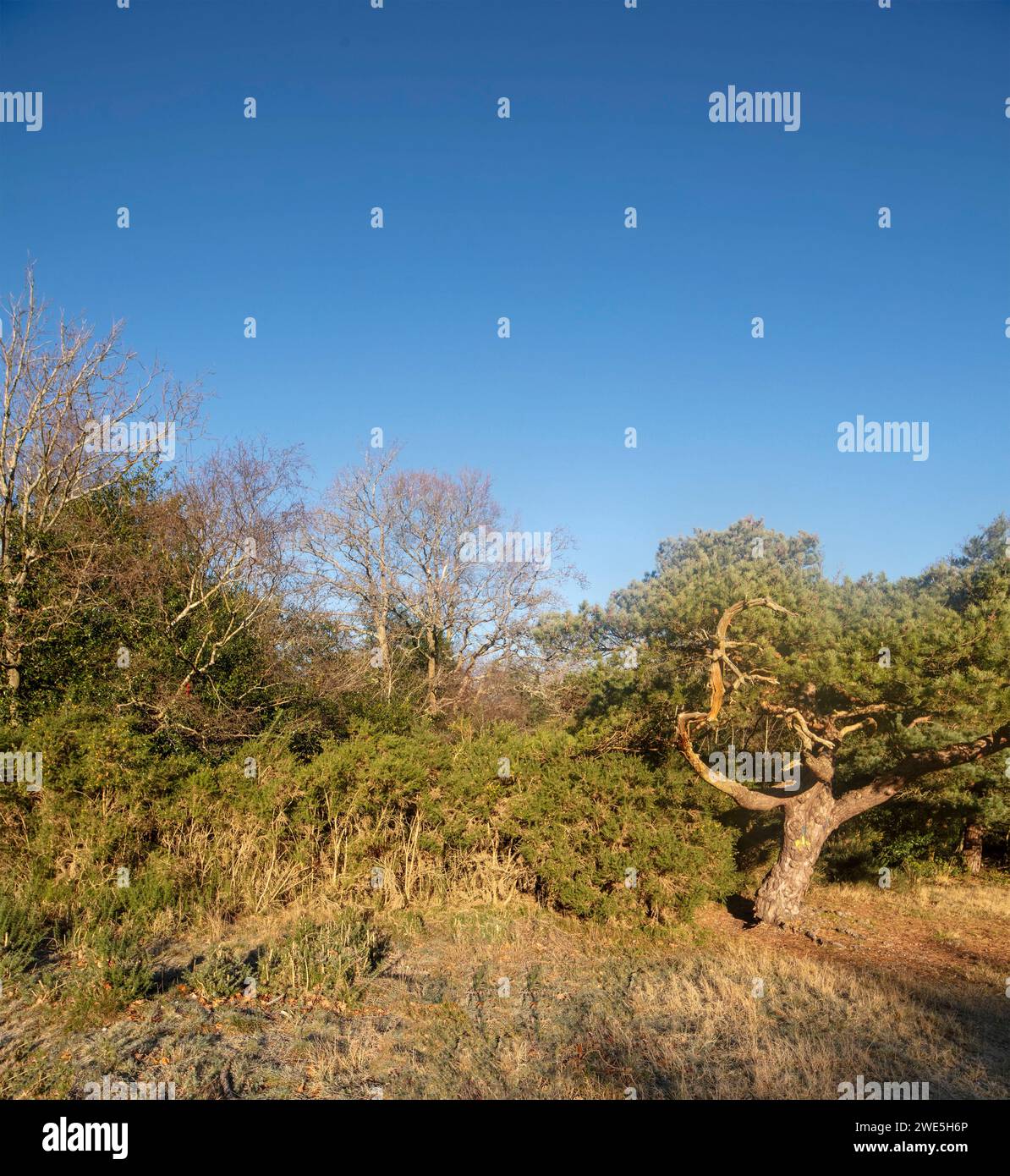 Intimate landscape view of the historically important Keston Common ...