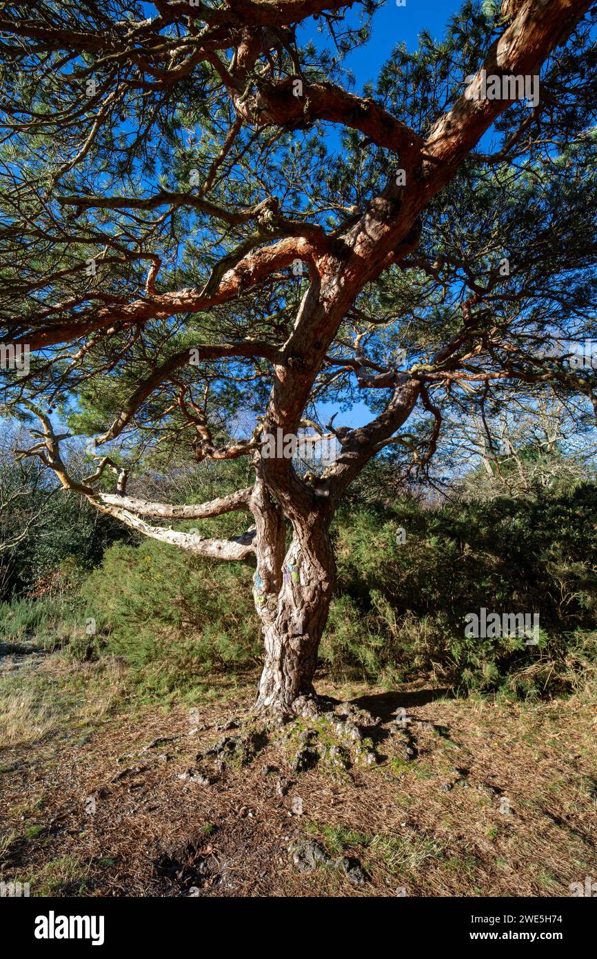 Intimate landscape view of the historically important Keston Common ...