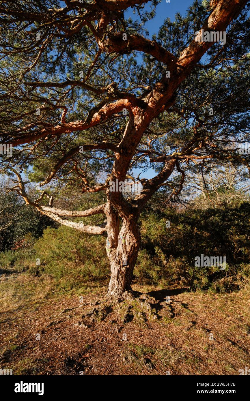 Intimate landscape view of the historically important Keston Common ...