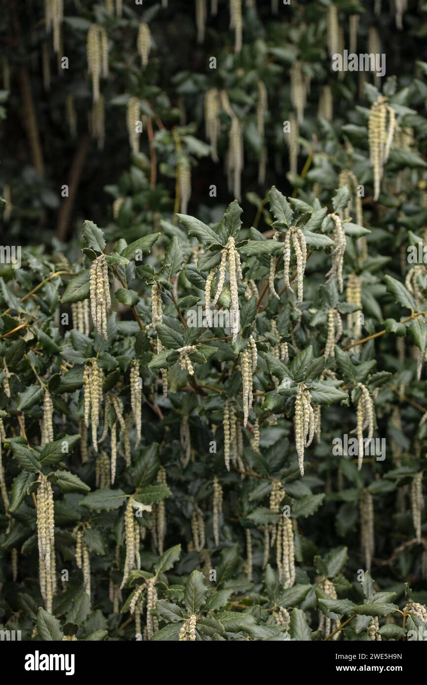 Dramatic Garrye Elliptica 'James Roof’. Natural close up high ...