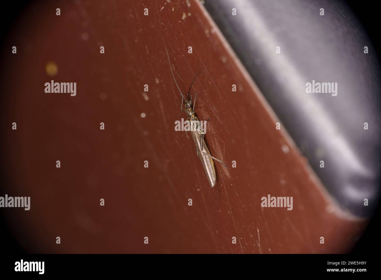 Nemoura flexuosa Stone fly wild nature insect wallpaper Stock Photo - Alamy