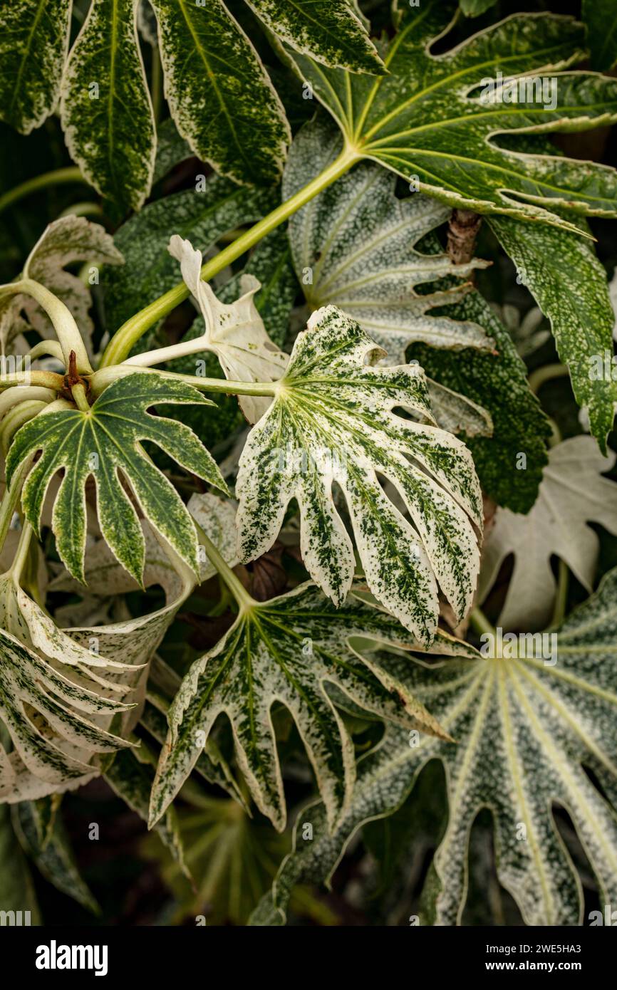 Natural close up semi-abstract of natural patterns in Fatsia Japonica ...