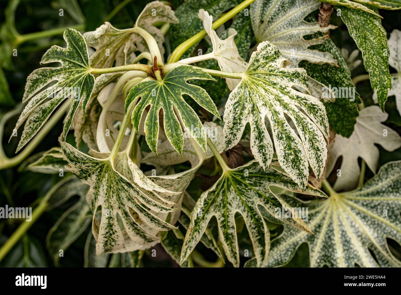 Natural close up semi-abstract of natural patterns in Fatsia Japonica ...