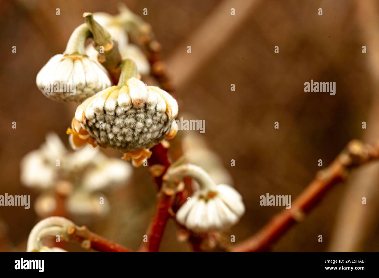 Unusual Edgeworthia chrysantha, Oriental paperbush. Natural close up ...