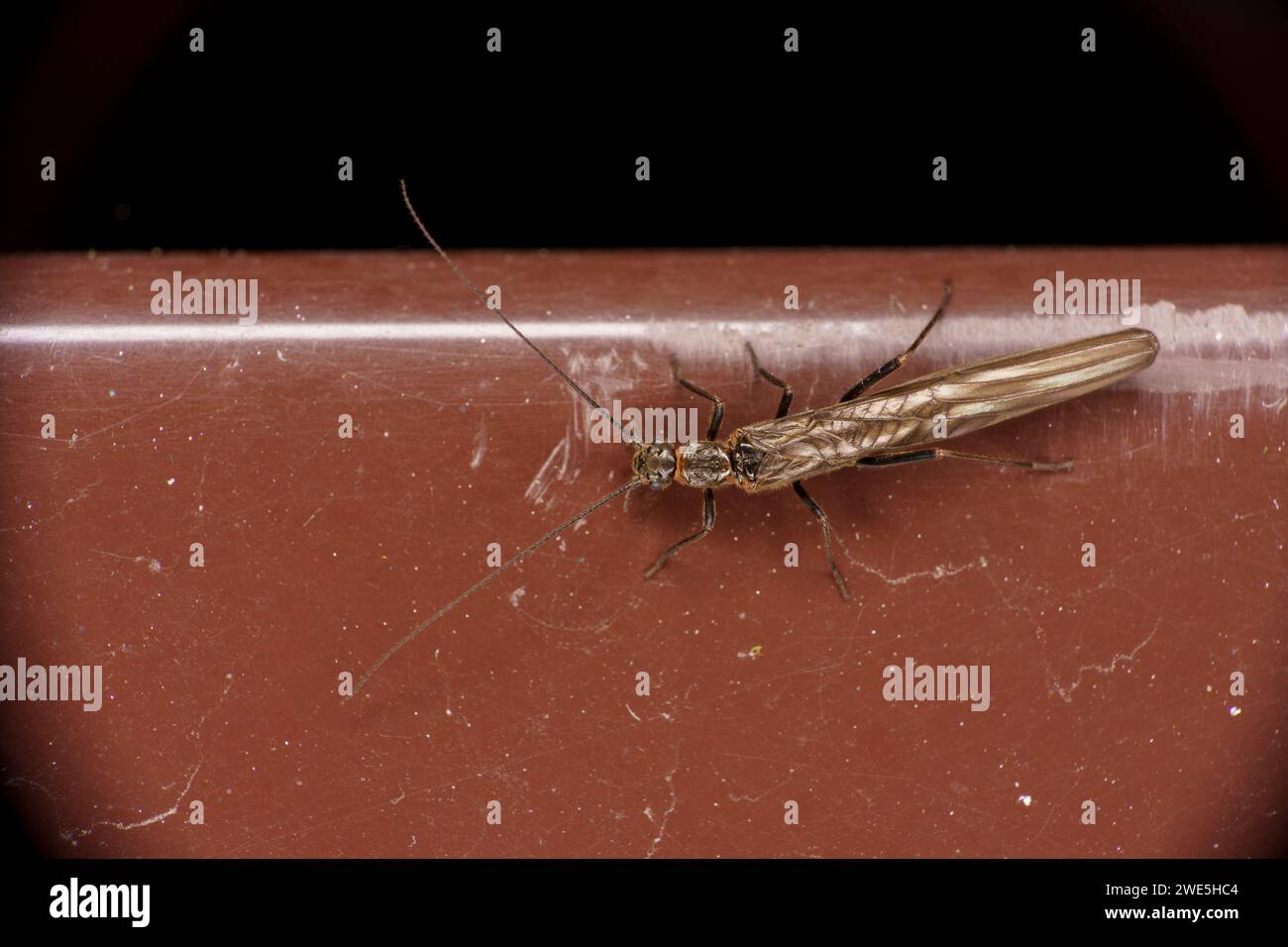 Nemoura flexuosa Stone fly wild nature insect wallpaper Stock Photo - Alamy