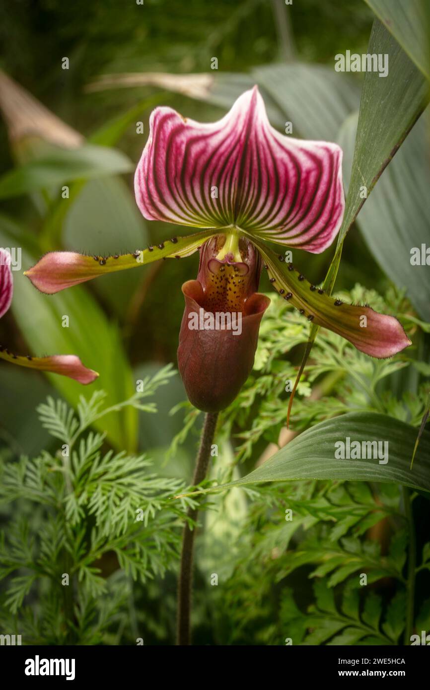 Poster ready high resolution stunningly beautiful Paphiopedilum ...