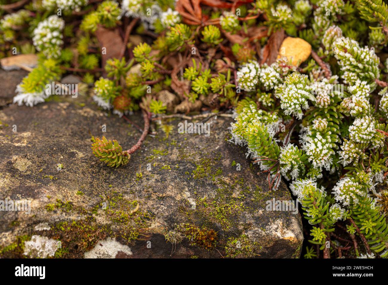 Print ready delightful Sedum 'Bundle of Joy’, stonecrop 'Bundle of Joy’. Natural close up ...