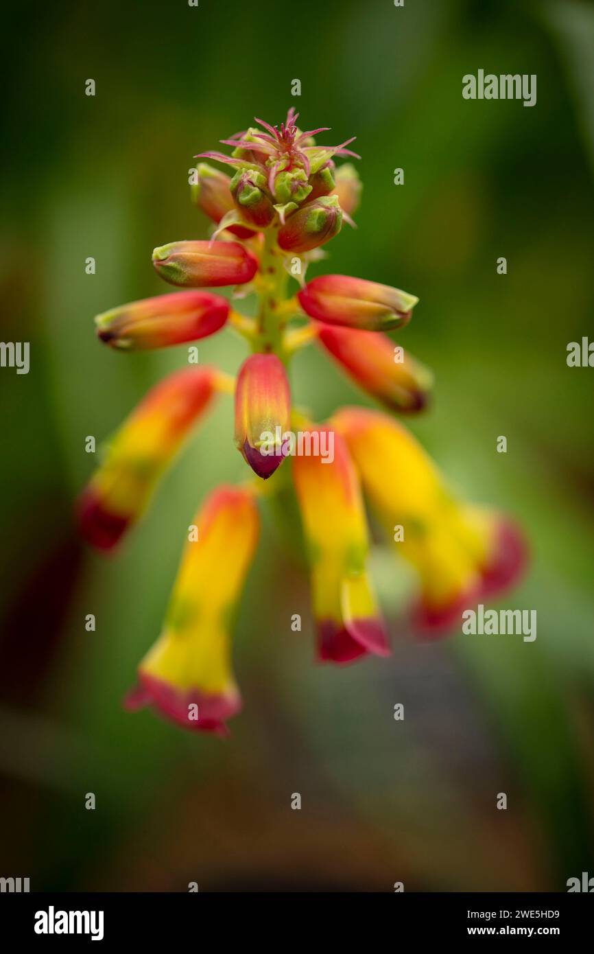 Stunningly colourful Lachenalia Aloides var Quadricolor. Natural close up flowering plant ...