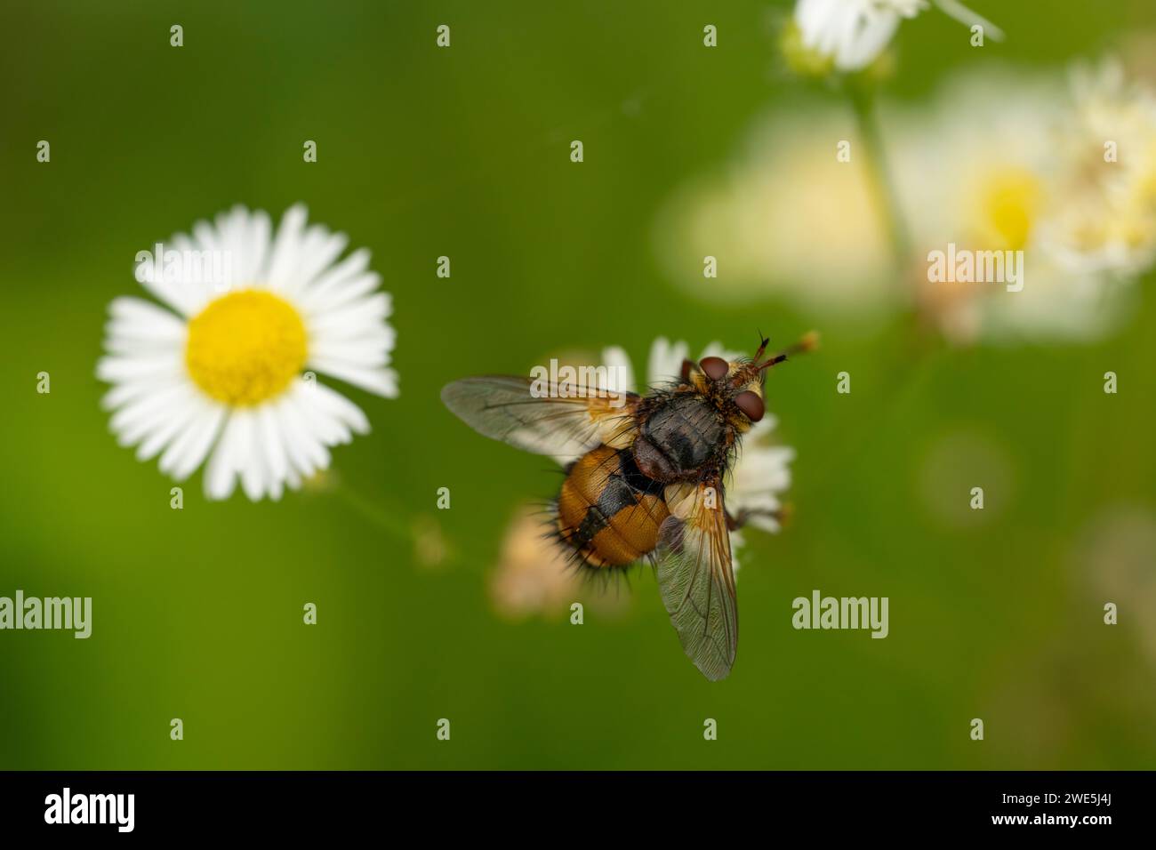 Tachina fera Family Tachinidae Genus Tachina Tachinid fly wild nature ...