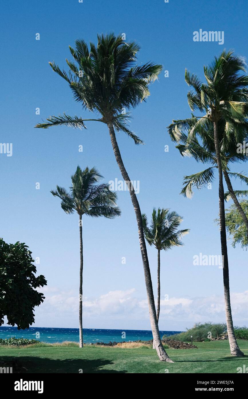 Lush palm trees line a coastal lawn, Hawaii Stock Photo - Alamy