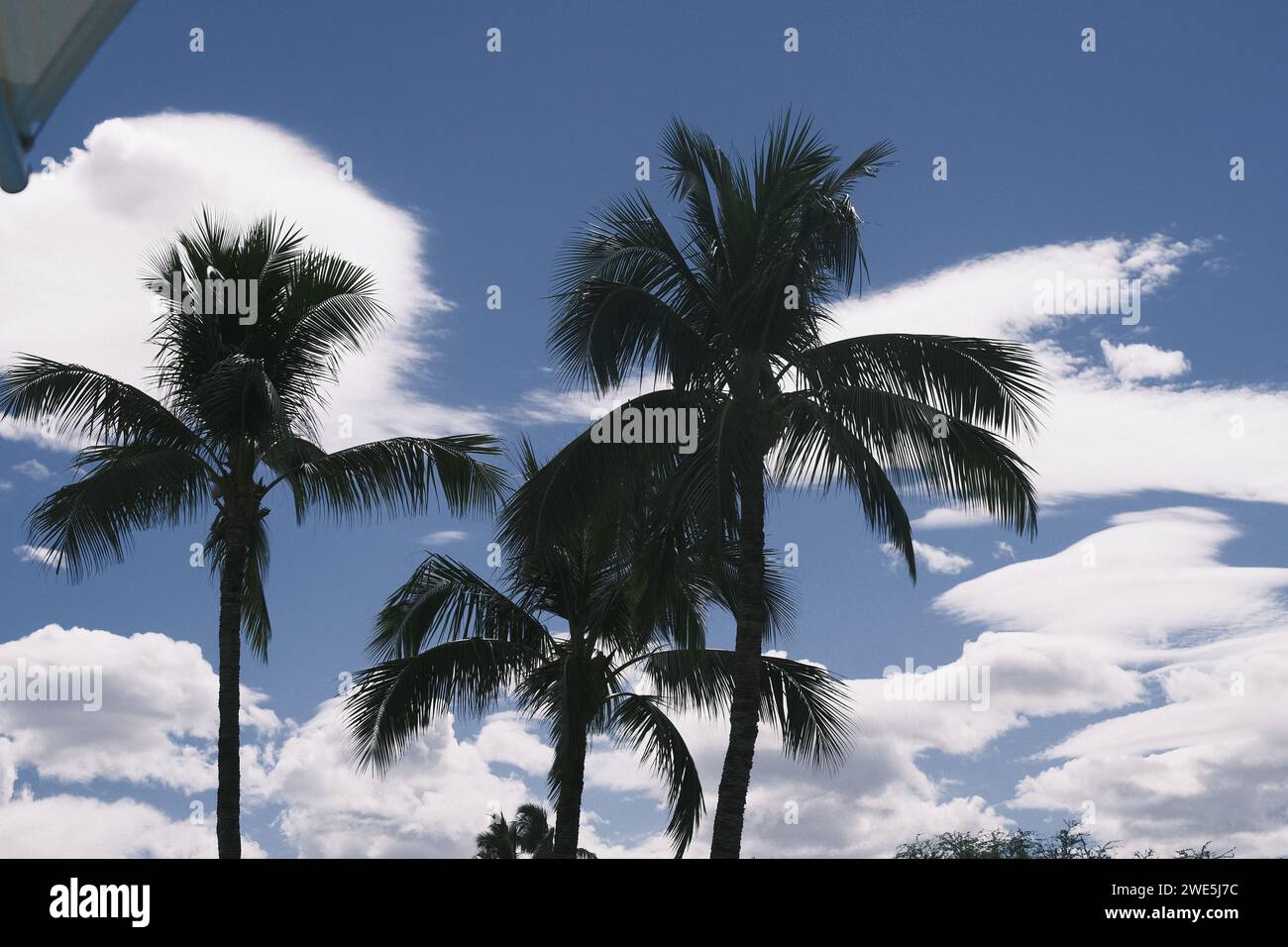 Four palm trees standing against a backdrop of a cloud-filled blue sky ...