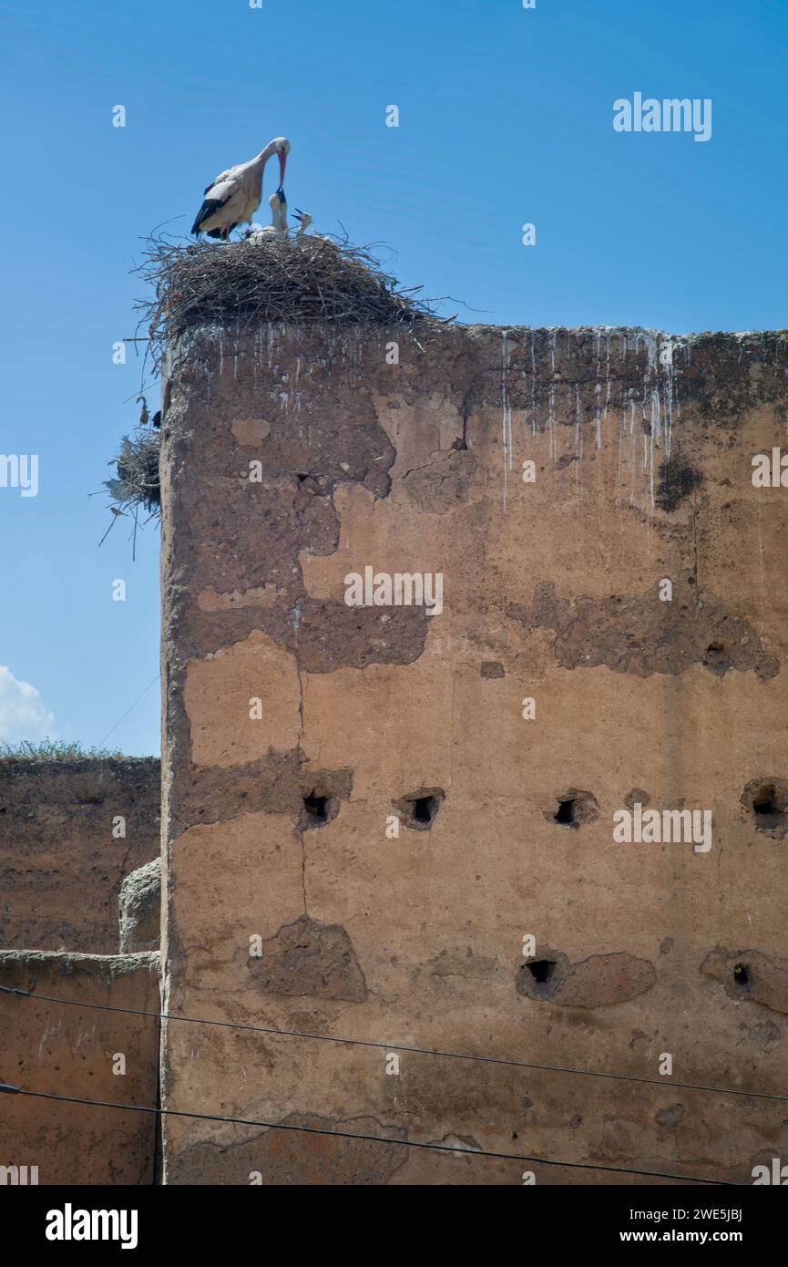 Stork and its young sit on their nest built on the corner of the ...