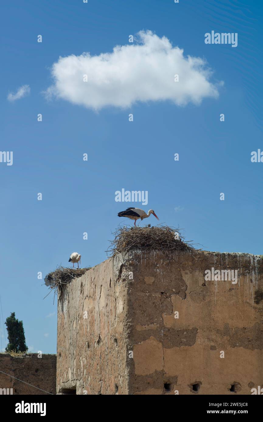 Stork and its young sit on their nest built on the corner of the ...