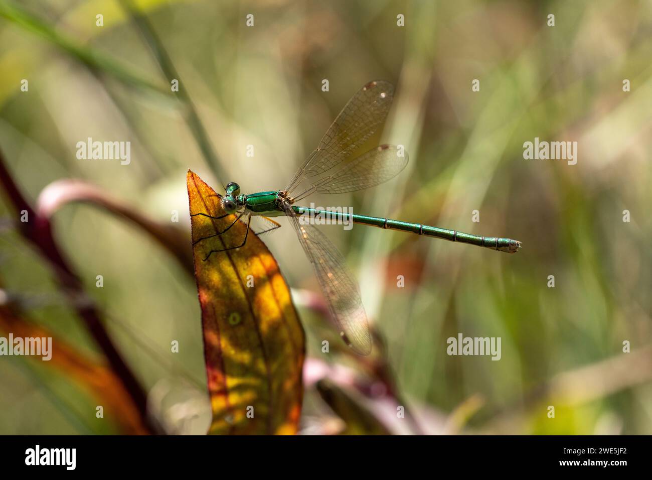 Lestes Barbarus Family Lestidae Genus Lestes Southern emerald damselfly ...