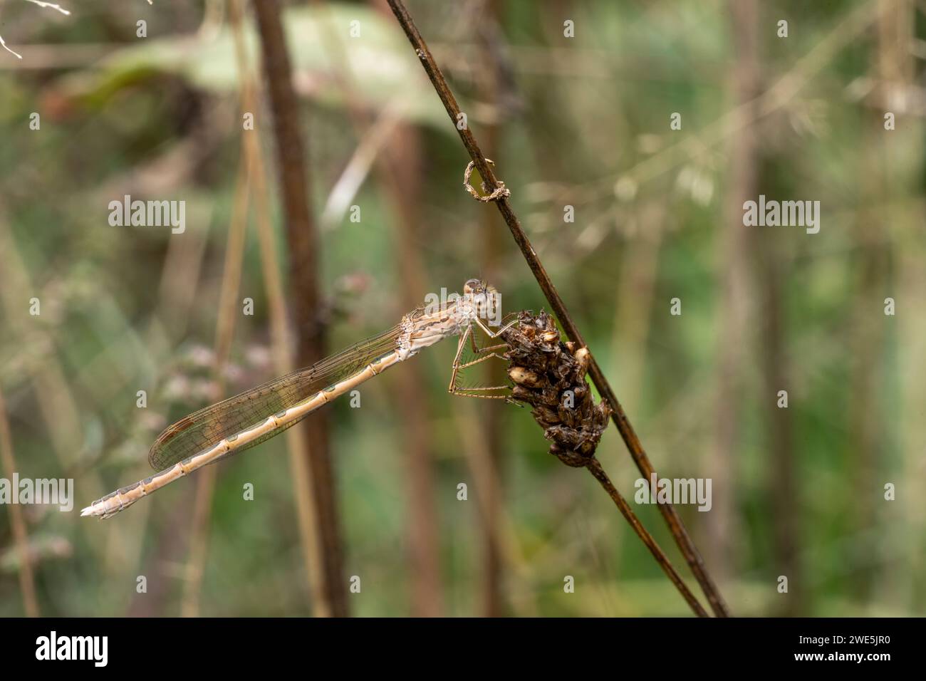 Sympecma paedisca Family Lestidae Genus Sympecma Siberian winterdamsel ...