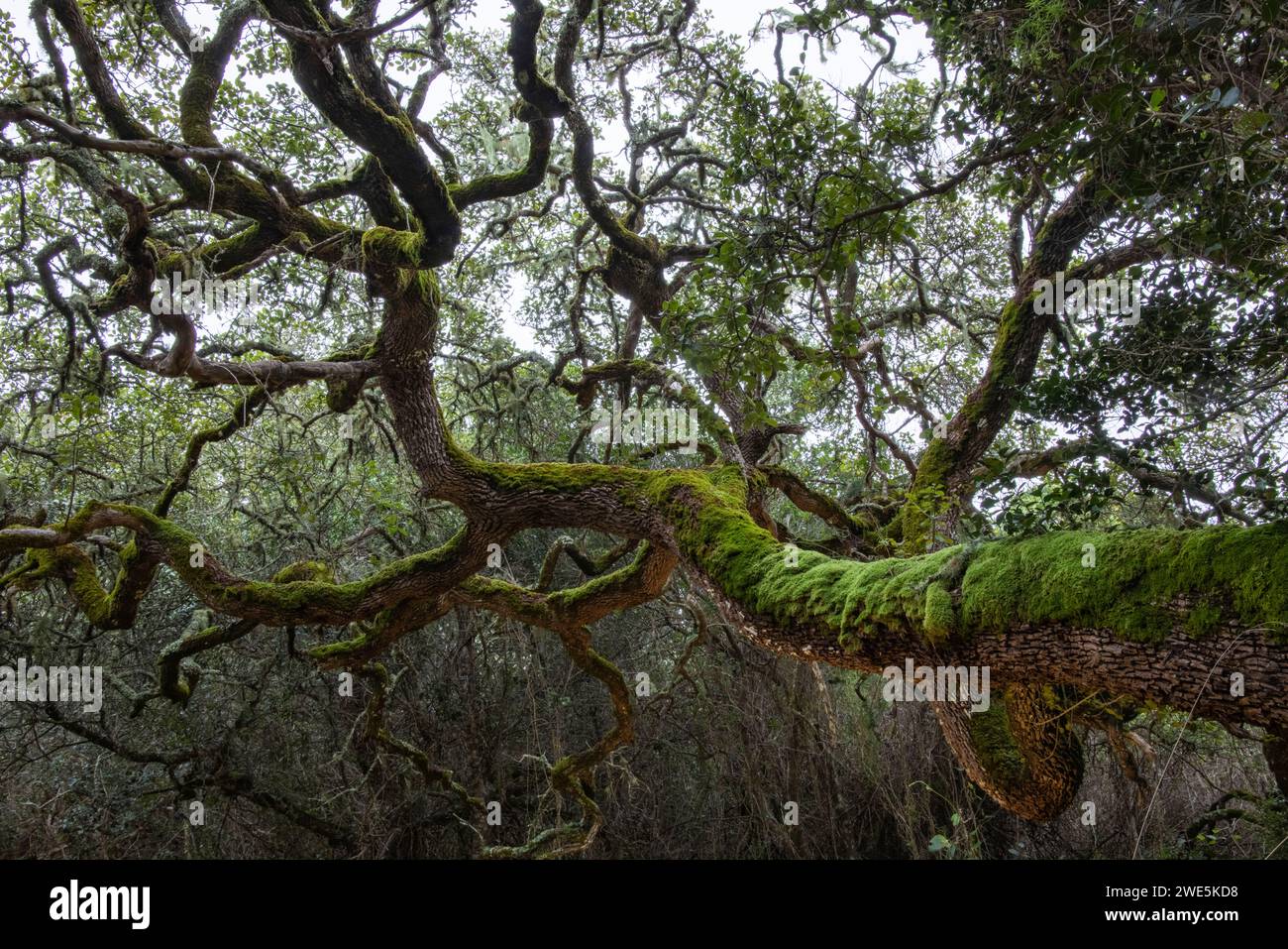 White Milkwood tree (Sideroxylon inerme) in forest near Forest Lodge ...