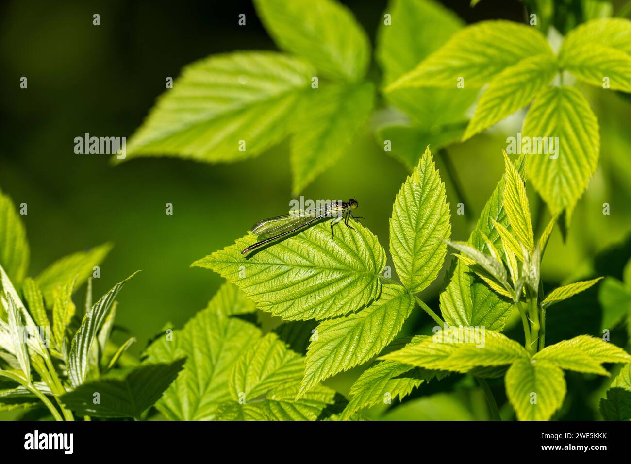 Coenagrion lunulatumFamily Coenagrionidae Genus Coenagrion Irish ...